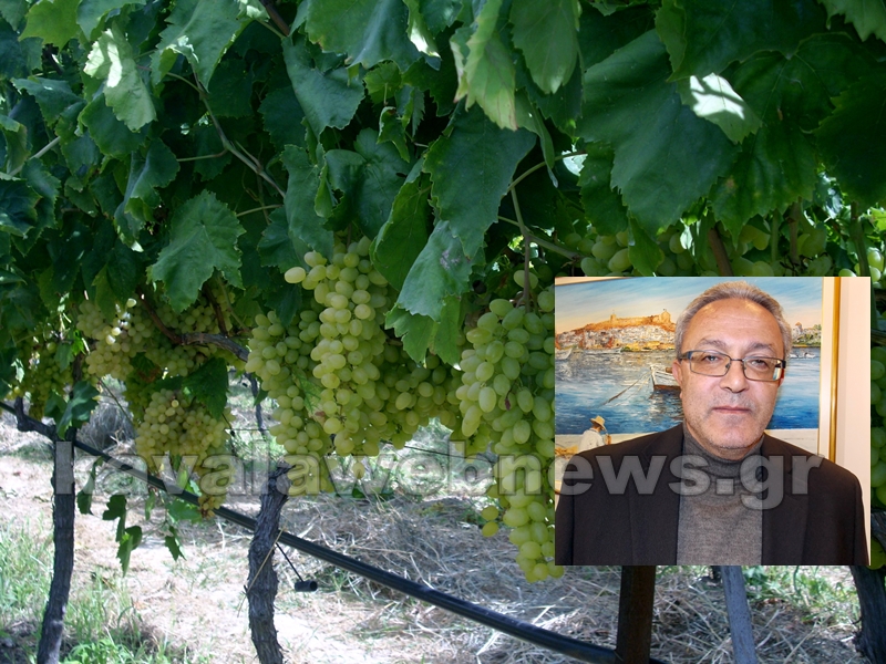 Μαύρη χρονιά για τα σταφύλια. Μειωμένη από 30% έως 80% αναμένεται η ...